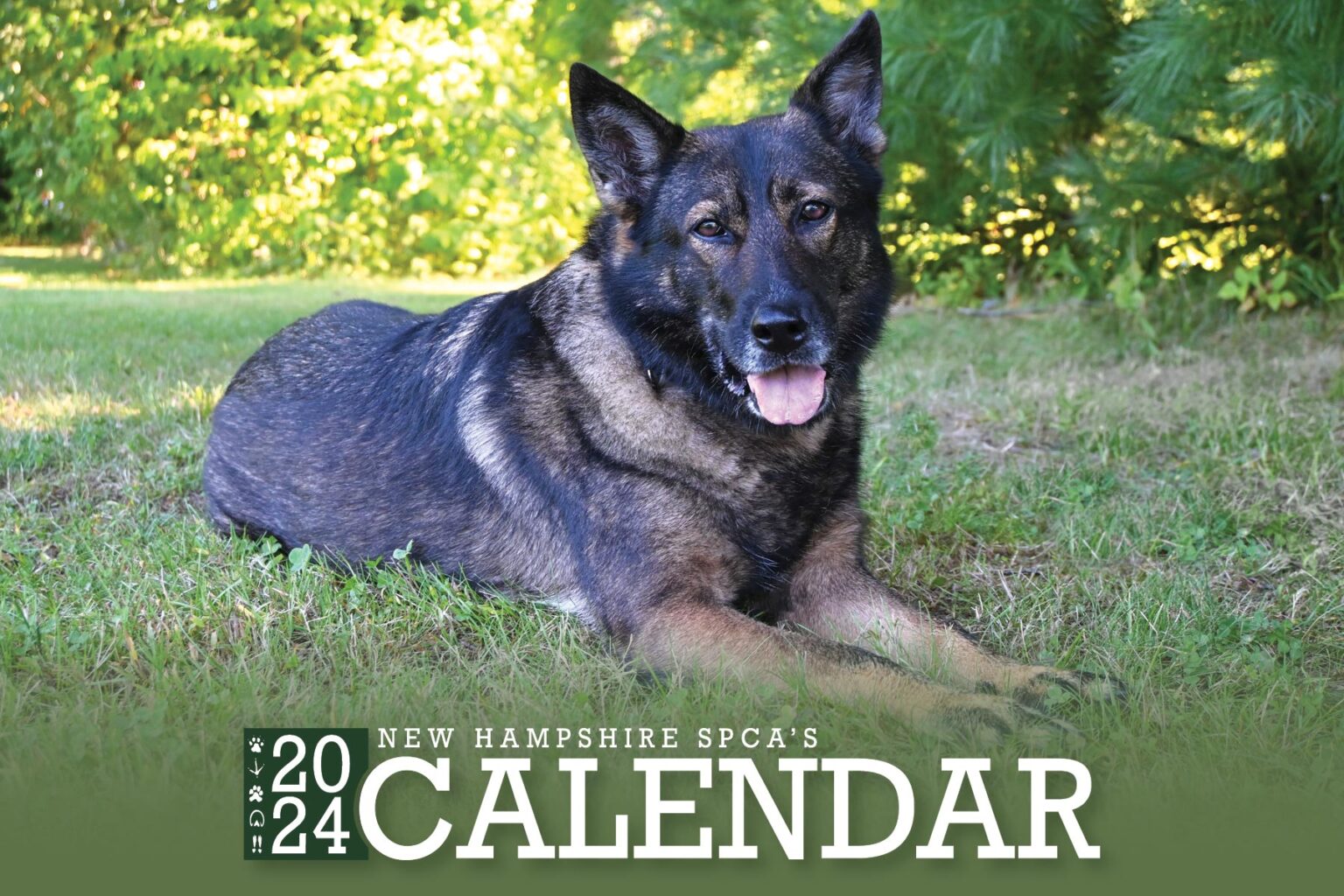 NHSPCA | New Hampshire SPCA