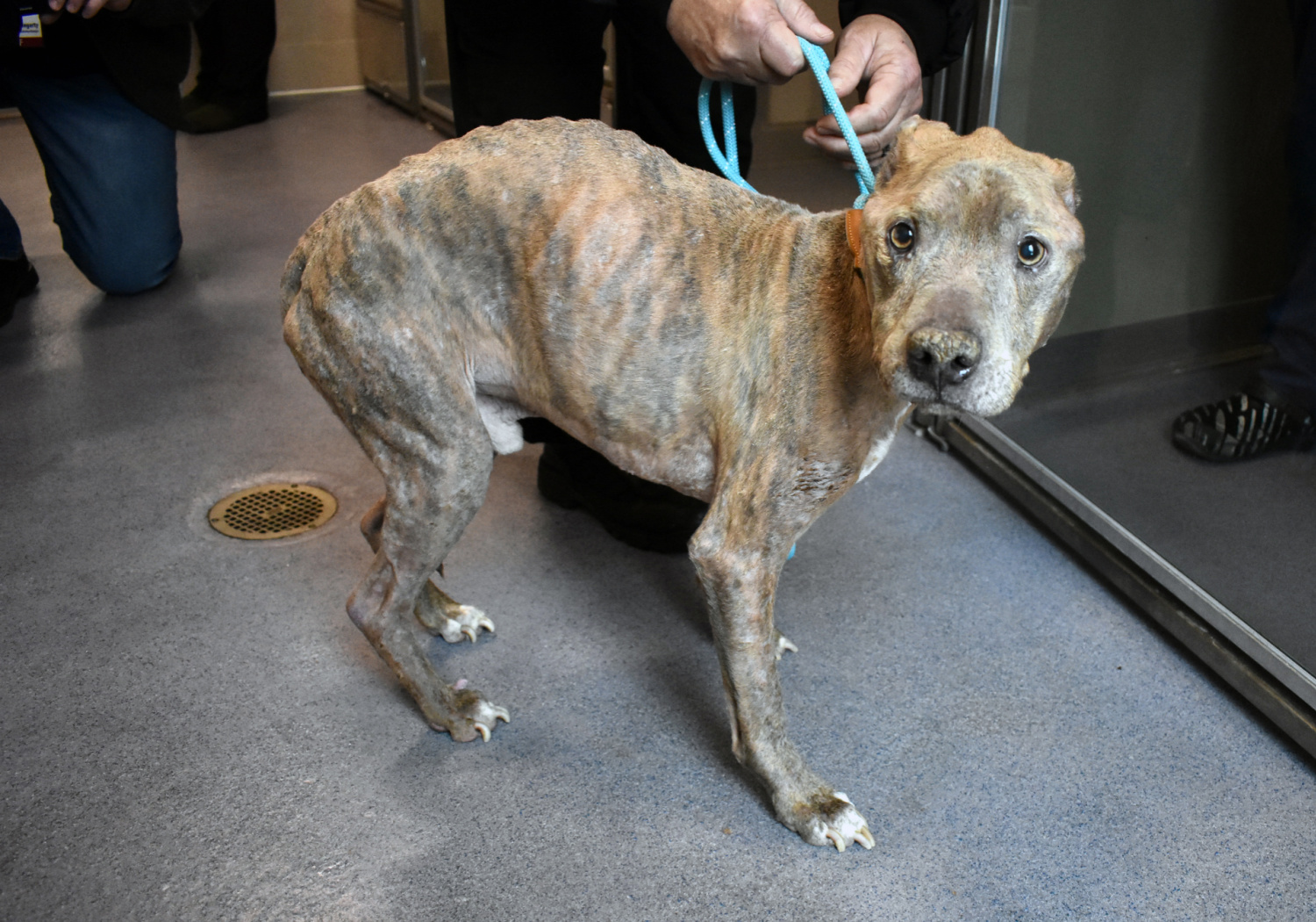 Barrington Dog Body - NHSPCA