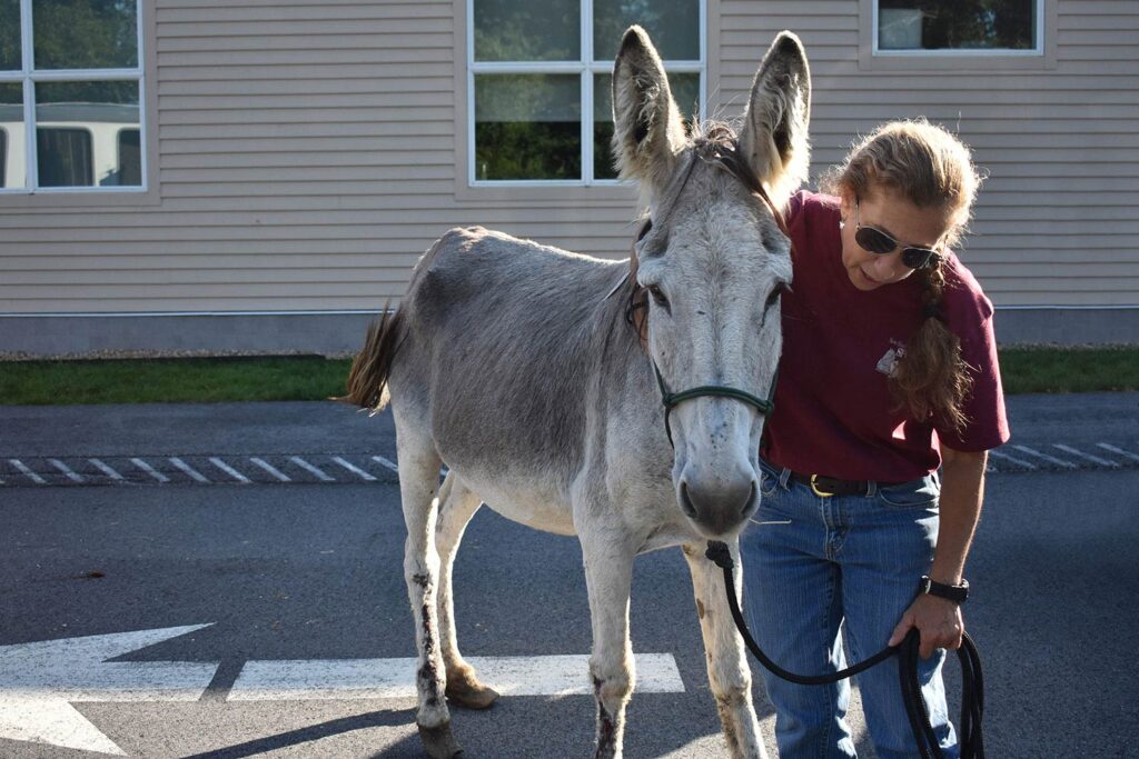 NHSPCA rescues 39 animals following search warrant and seizure - NHSPCA