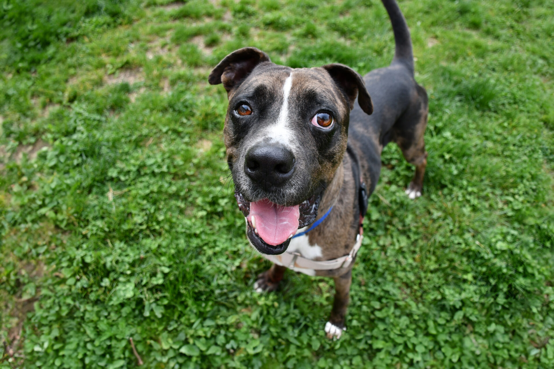 Adoptable Pet: Eli - NHSPCA