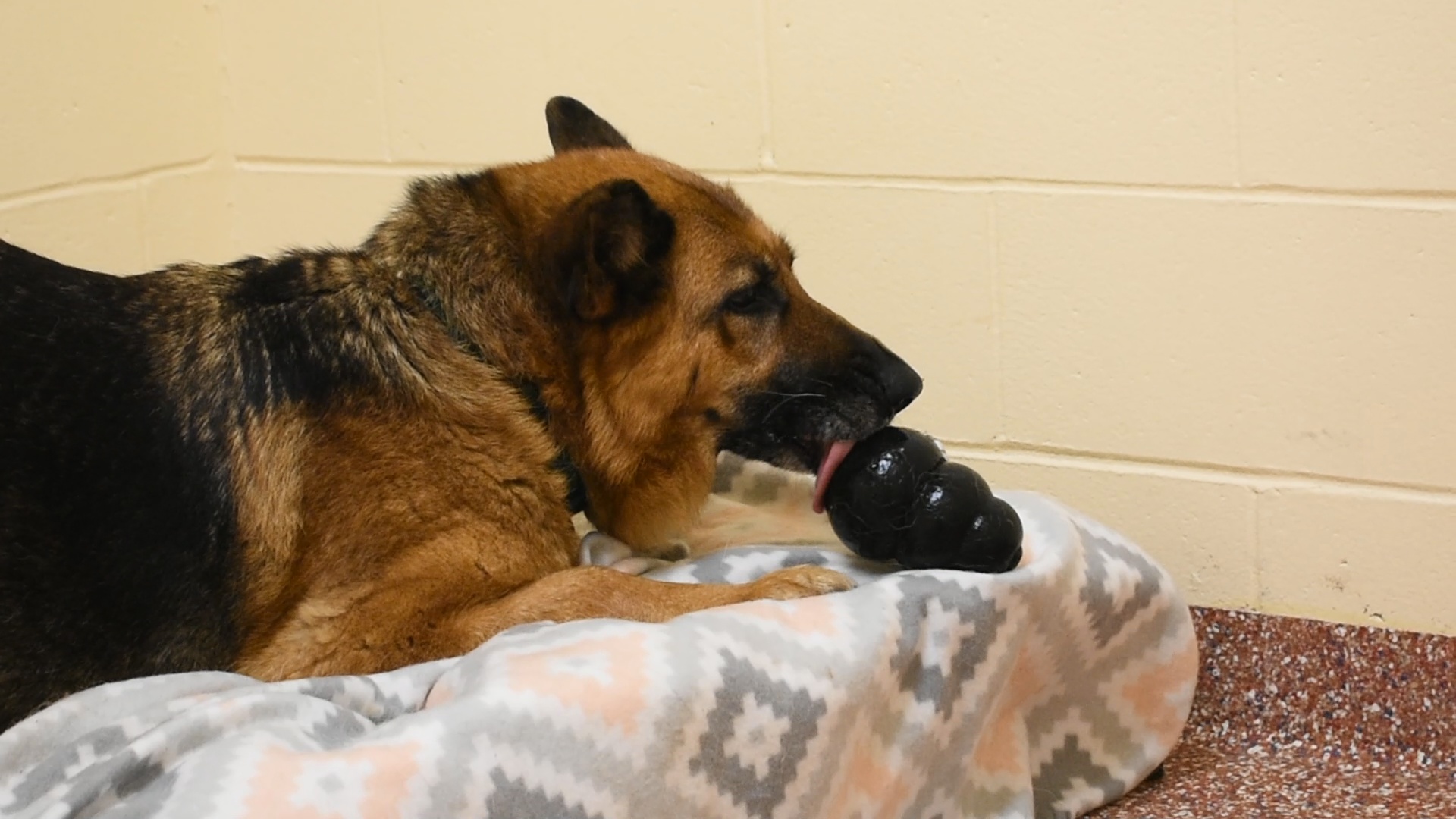 Kennel Enrichment Program - NHSPCA