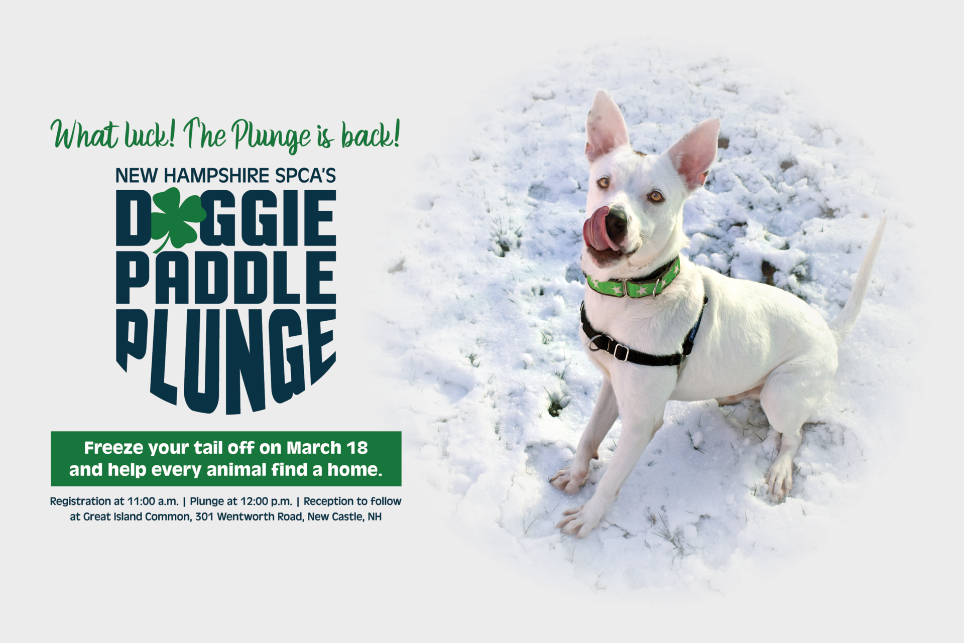 Plunge2023_HomepageBanner - NHSPCA
