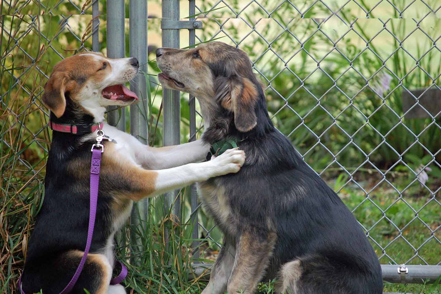 Contact the NHSPCA - NHSPCA