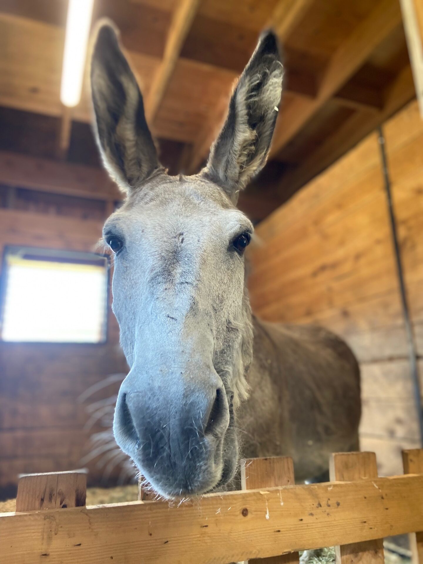 An Amazing Little Donkey Named Dom - NHSPCA