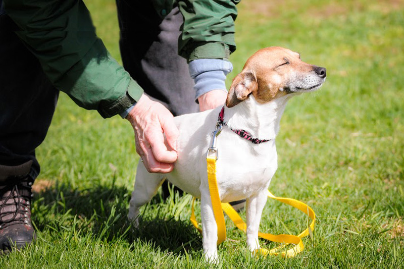 spring - NHSPCA